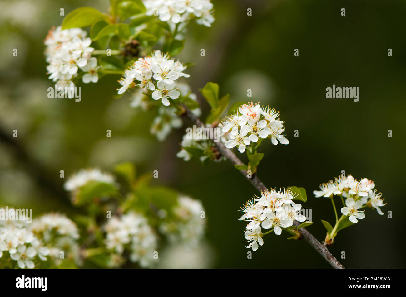 Mahaleb cherry prunus mahaleb hi-res stock photography and images - Alamy