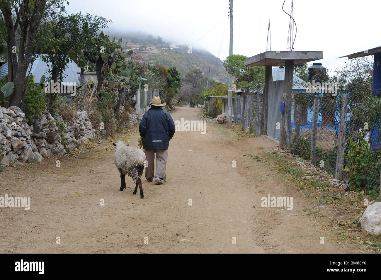 Man leading sheep along quiet country road in Santiago Apoala, Mexico ...