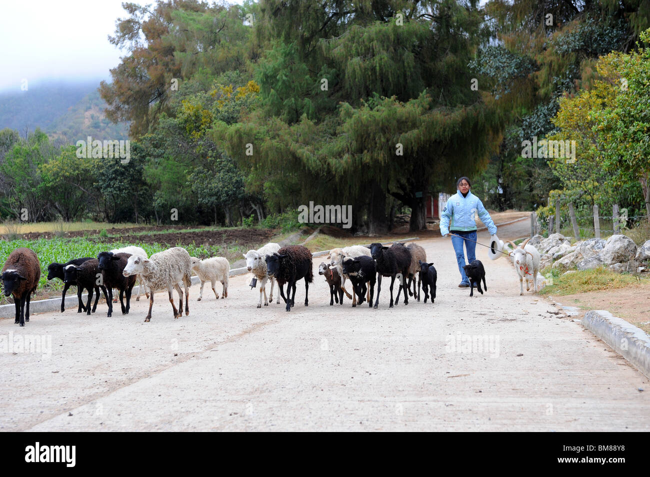 Sheep walking along country road in Santiago Apoala, Mexico Stock Photo ...