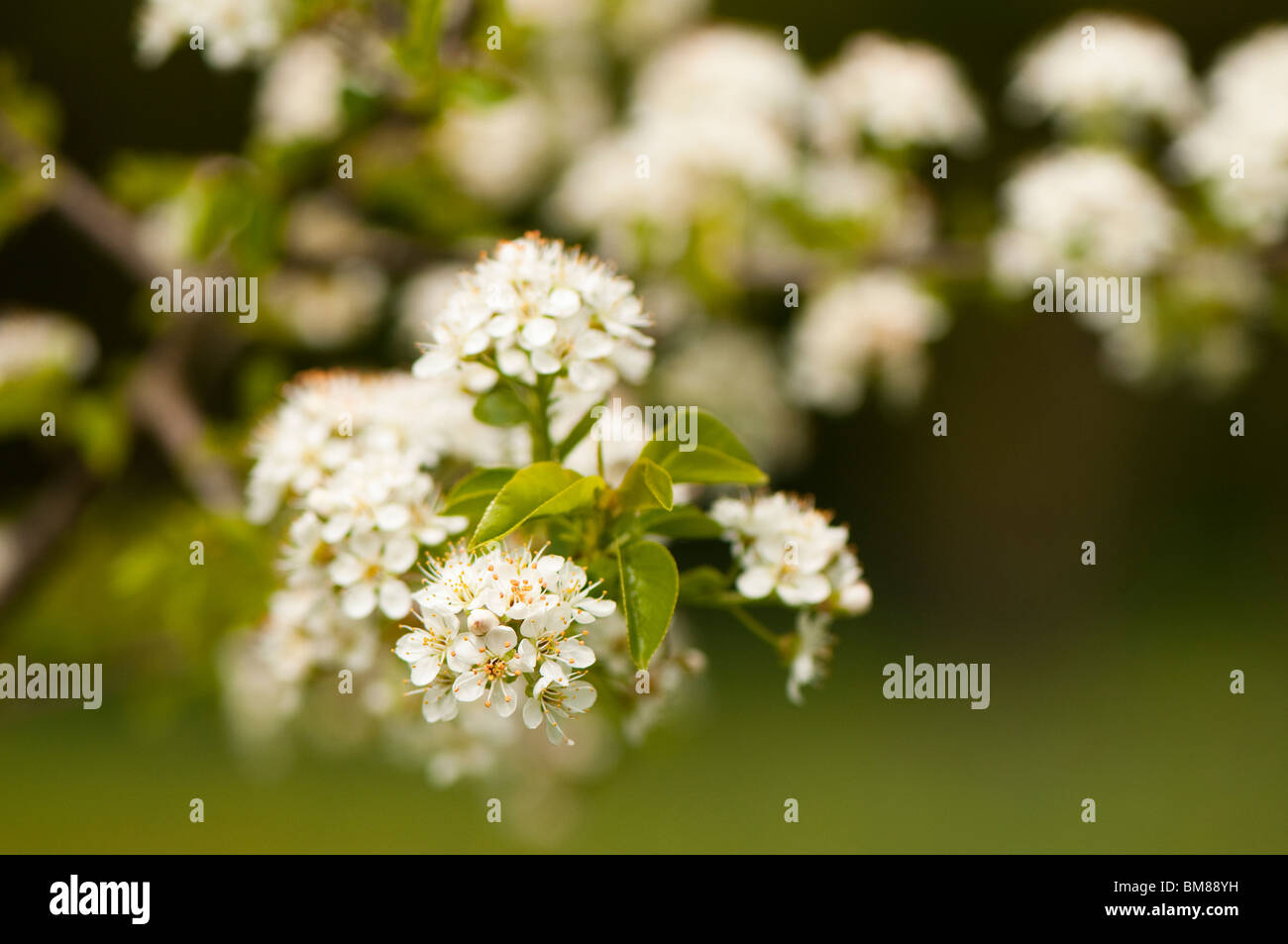 Prunus mahaleb hi-res stock photography and images - Alamy