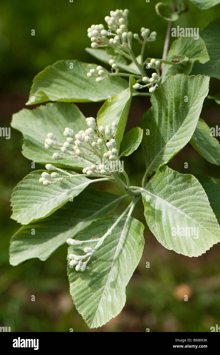 Sorbus aria 'Lutescens', Golden Whitebeam, in bud Stock Photo - Alamy