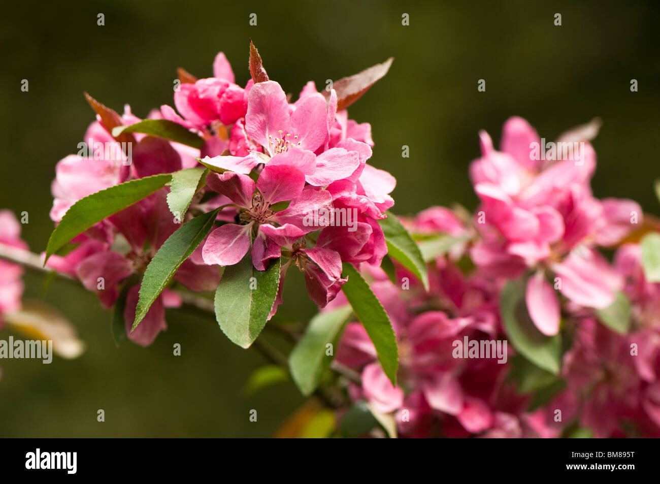 Malus x platycarpa, Hybrid Crab Apple, in flower in spring Stock Photo ...