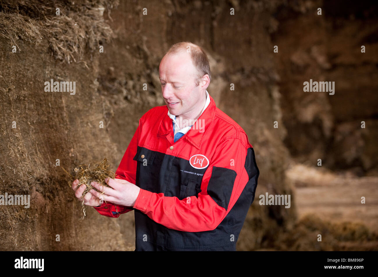 Farmer checking quality of silage at clamp face Stock Photo - Alamy