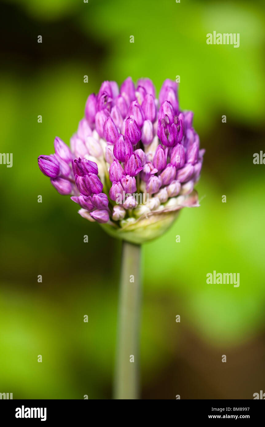 Allium hollandicum 'Purple Sensation' flower Stock Photo - Alamy
