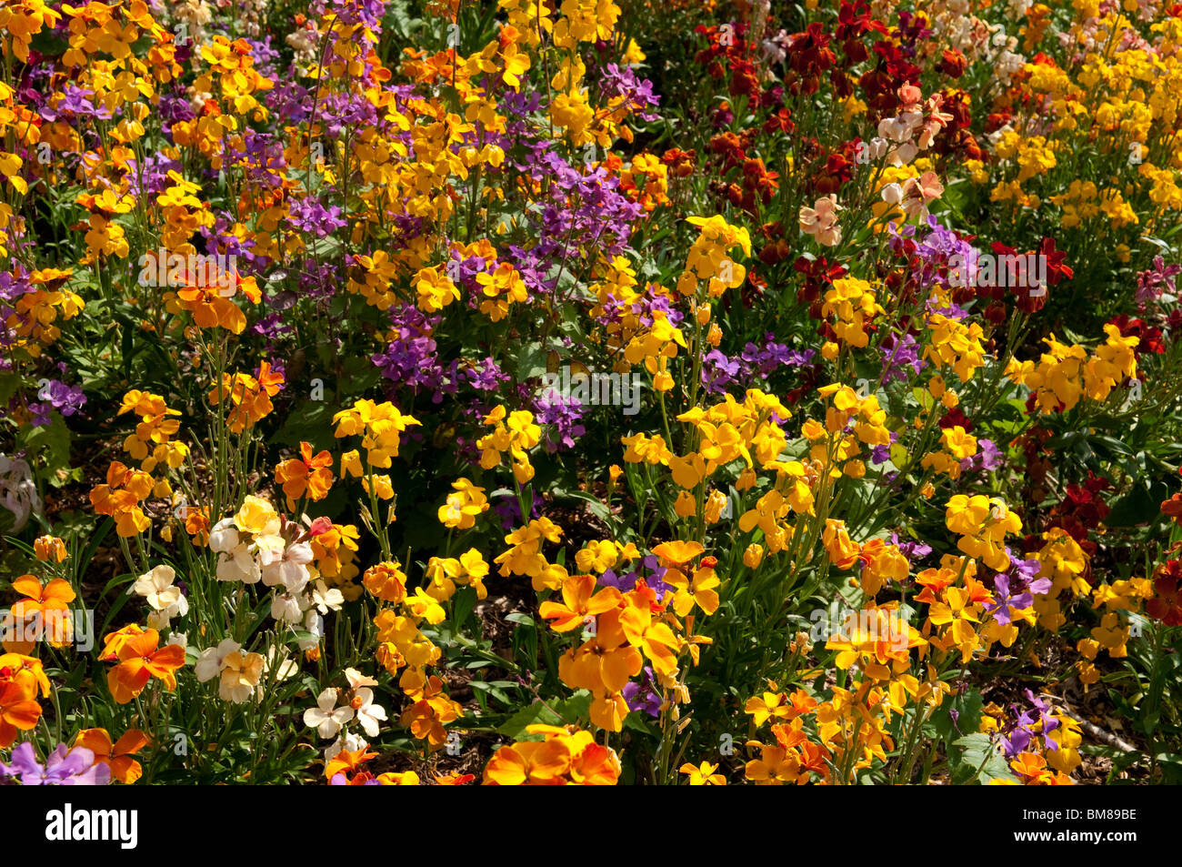 Mixed bed of Wallflowers and Common Honesty at Painswick Rococo Garden ...