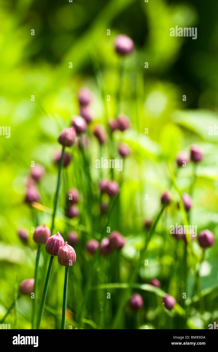 Budding chives hi-res stock photography and images - Alamy