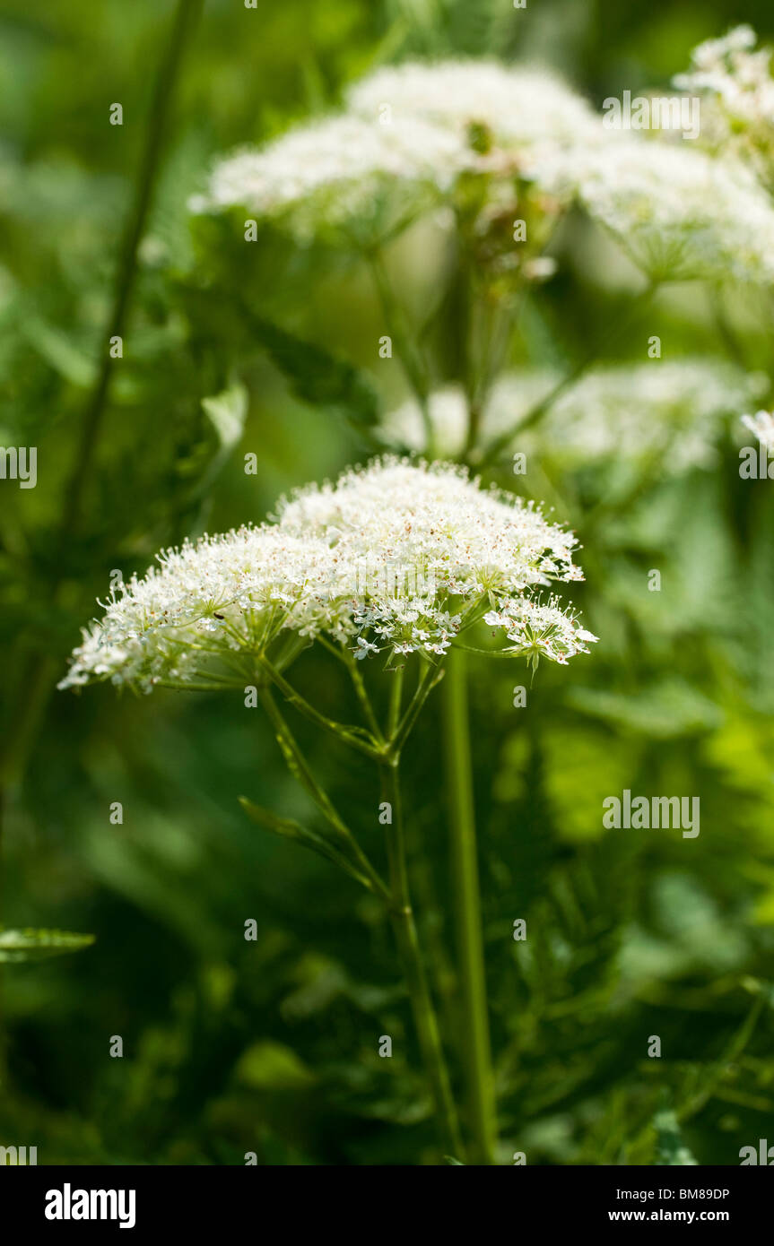 Sweet Cicely, Myrrhis odorata, in flower in spring Stock Photo - Alamy