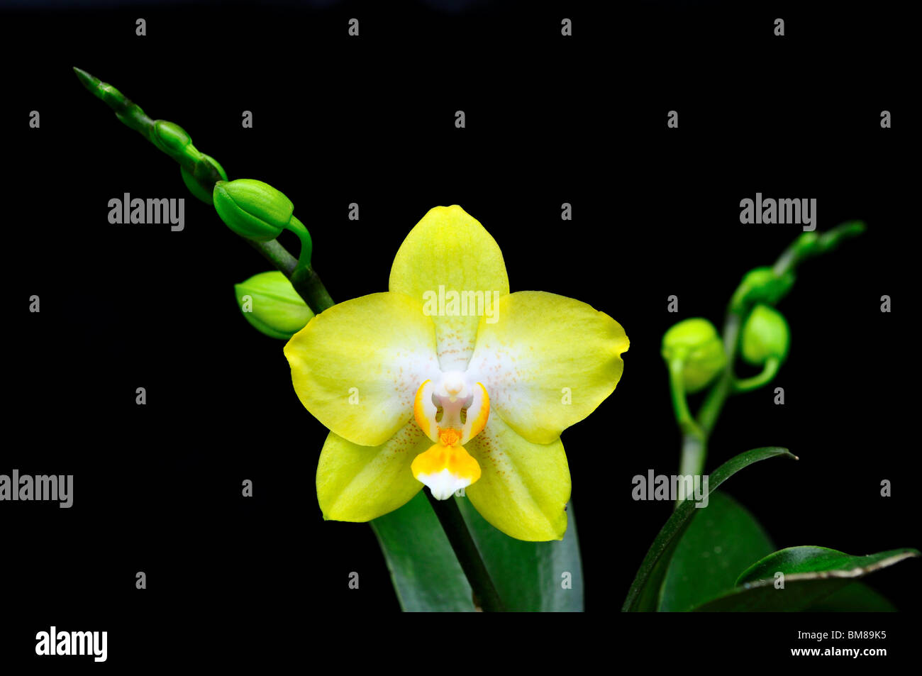 Micro orchids High Resolution Stock Photography and Images - Alamy