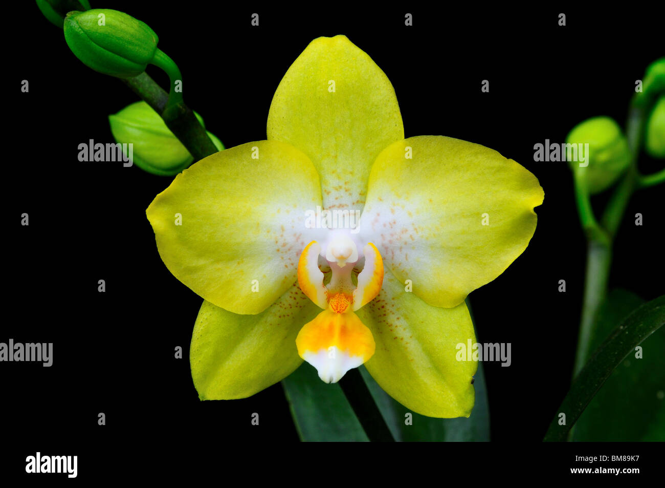 Yellow orchid flower Stock Photo - Alamy