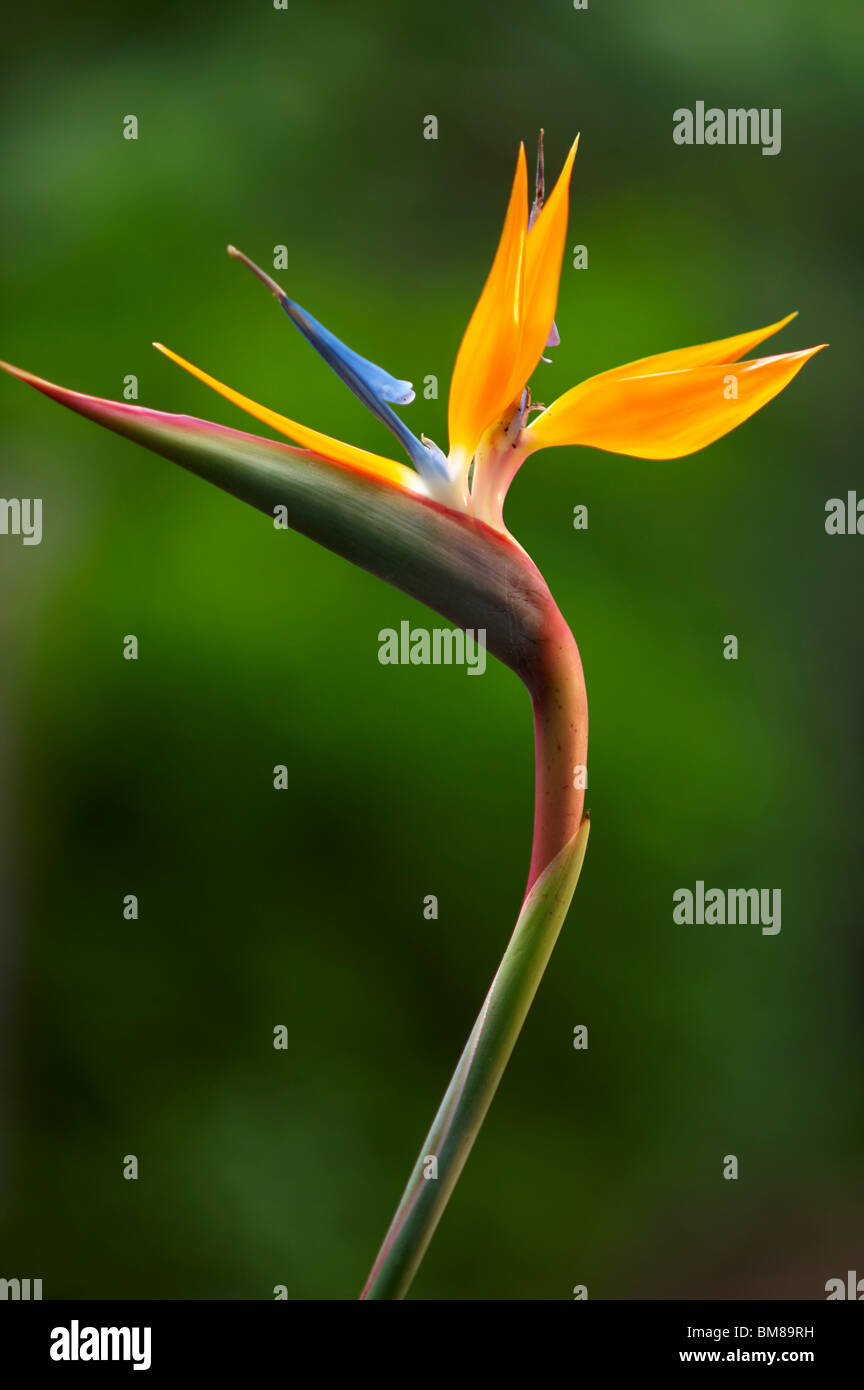 Bird of Paradise flower Stock Photo - Alamy