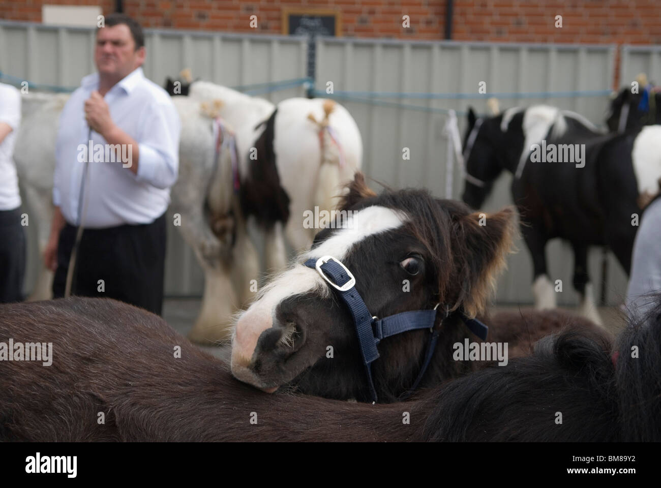 Horse dealer showing horses ponies that are for sale at the gypsy ...