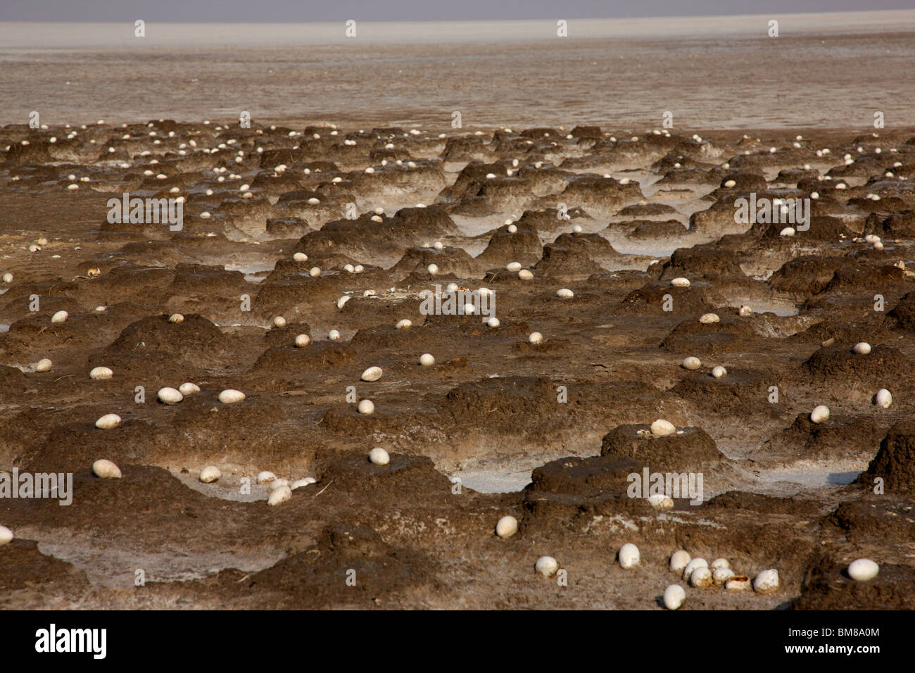 Flamingo eggs in flamingo island or Anda bet of Rann of kutch, India ...
