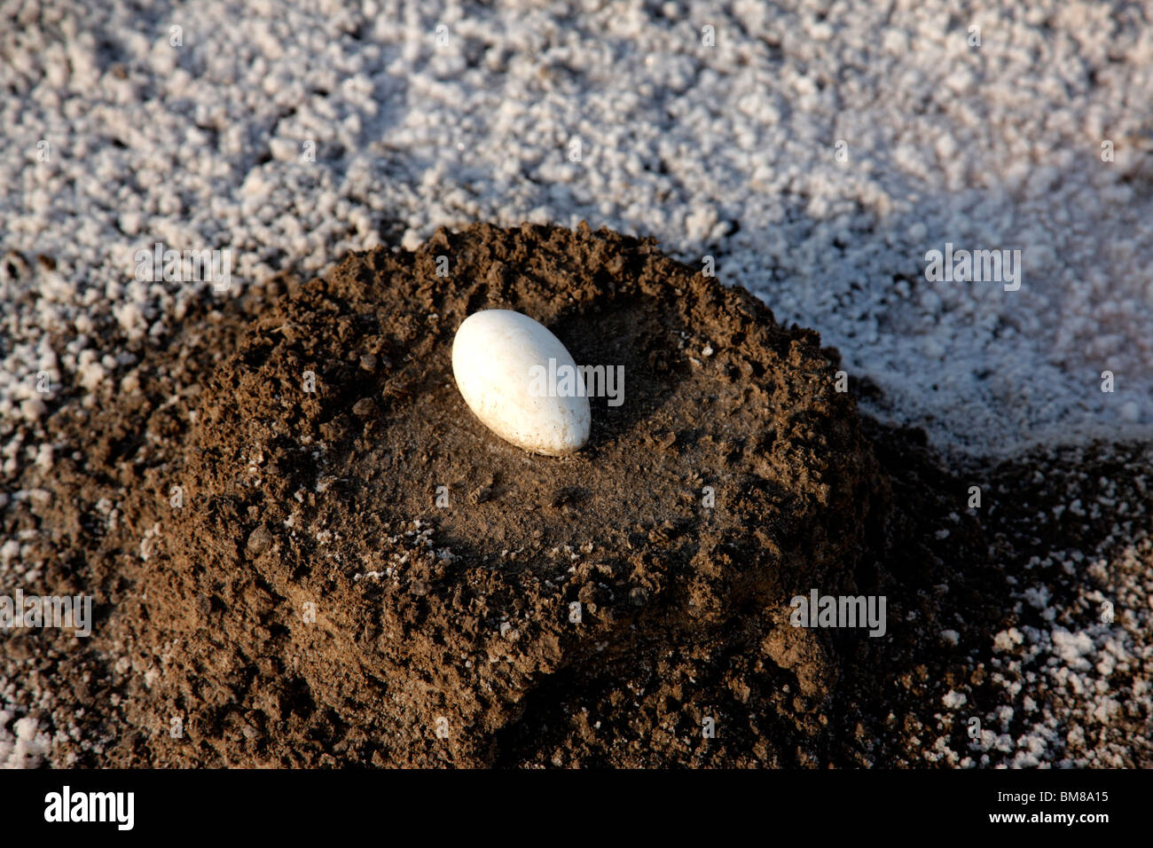 Flamingo egg hi-res stock photography and images - Alamy