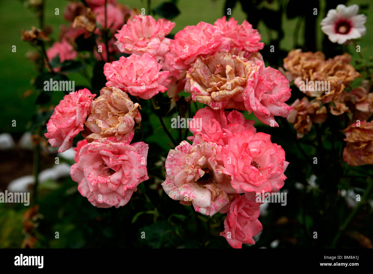 Wilting rose flowers Stock Photo - Alamy