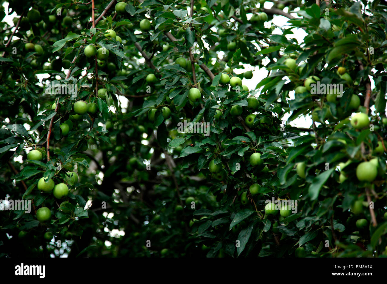 Kashmir apple hi-res stock photography and images - Alamy