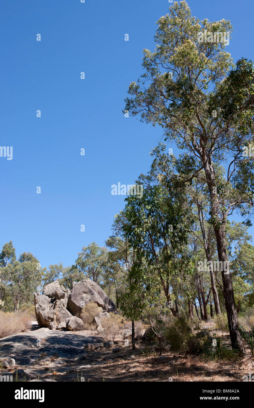 Large australian trees hi-res stock photography and images - Alamy