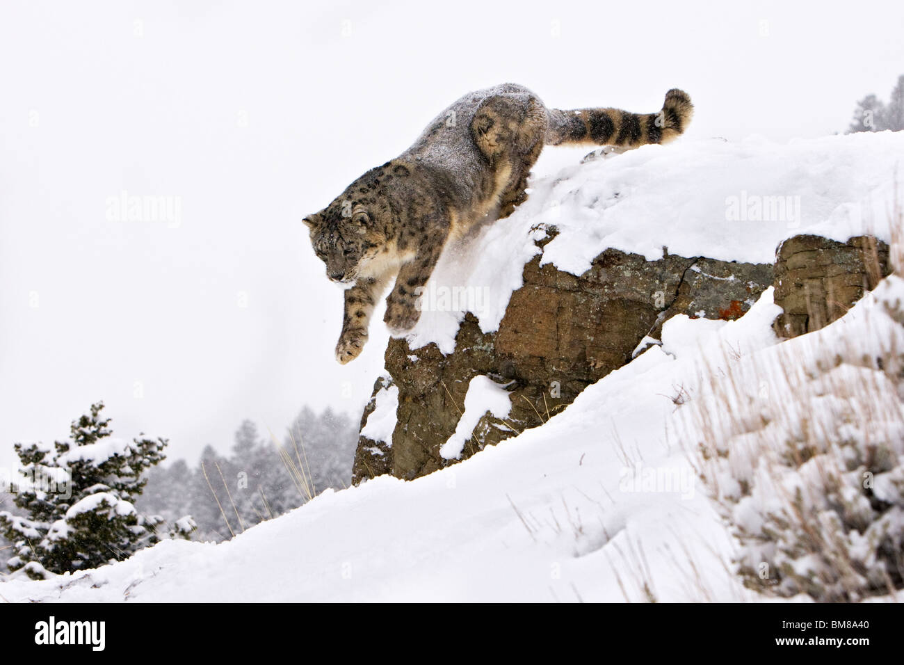 Snow leopard jumping hi-res stock photography and images - Alamy