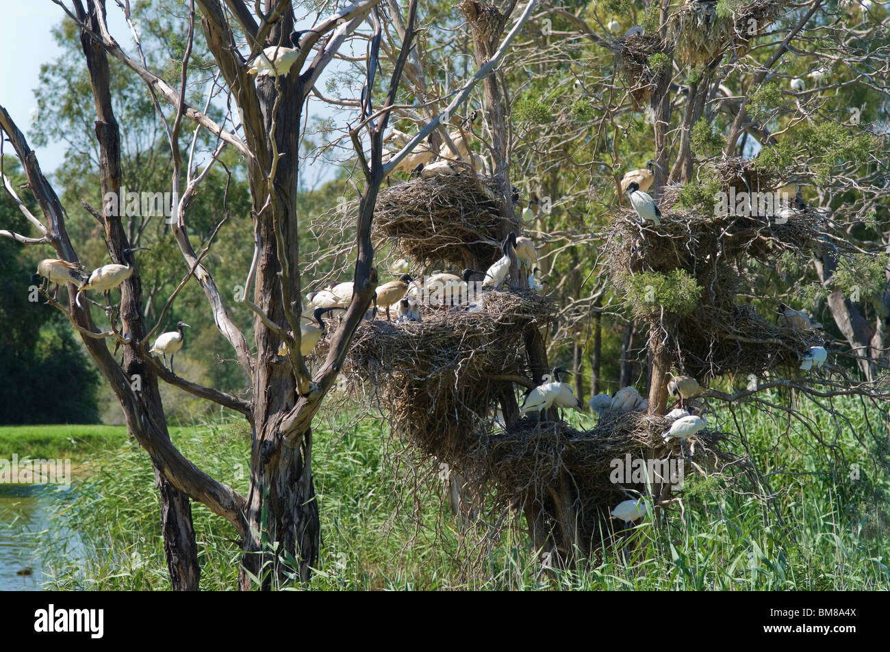 Ibis nest hi-res stock photography and images - Alamy