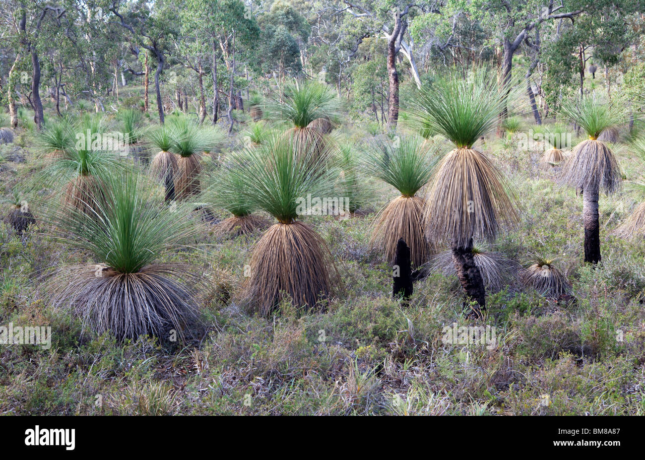 Balga hi-res stock photography and images - Alamy