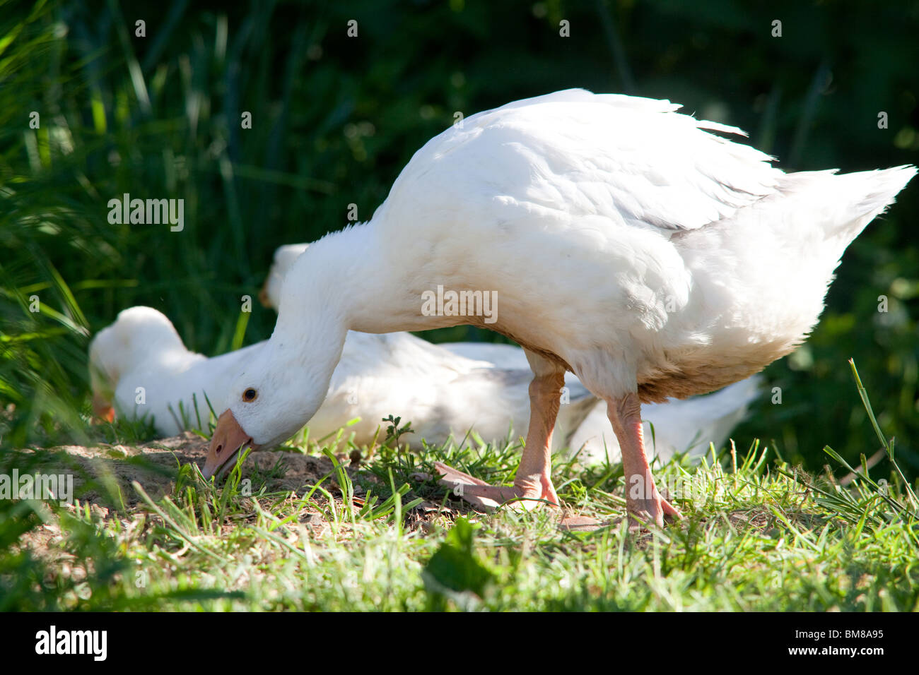 Goose embden domestic geese hi-res stock photography and images - Alamy