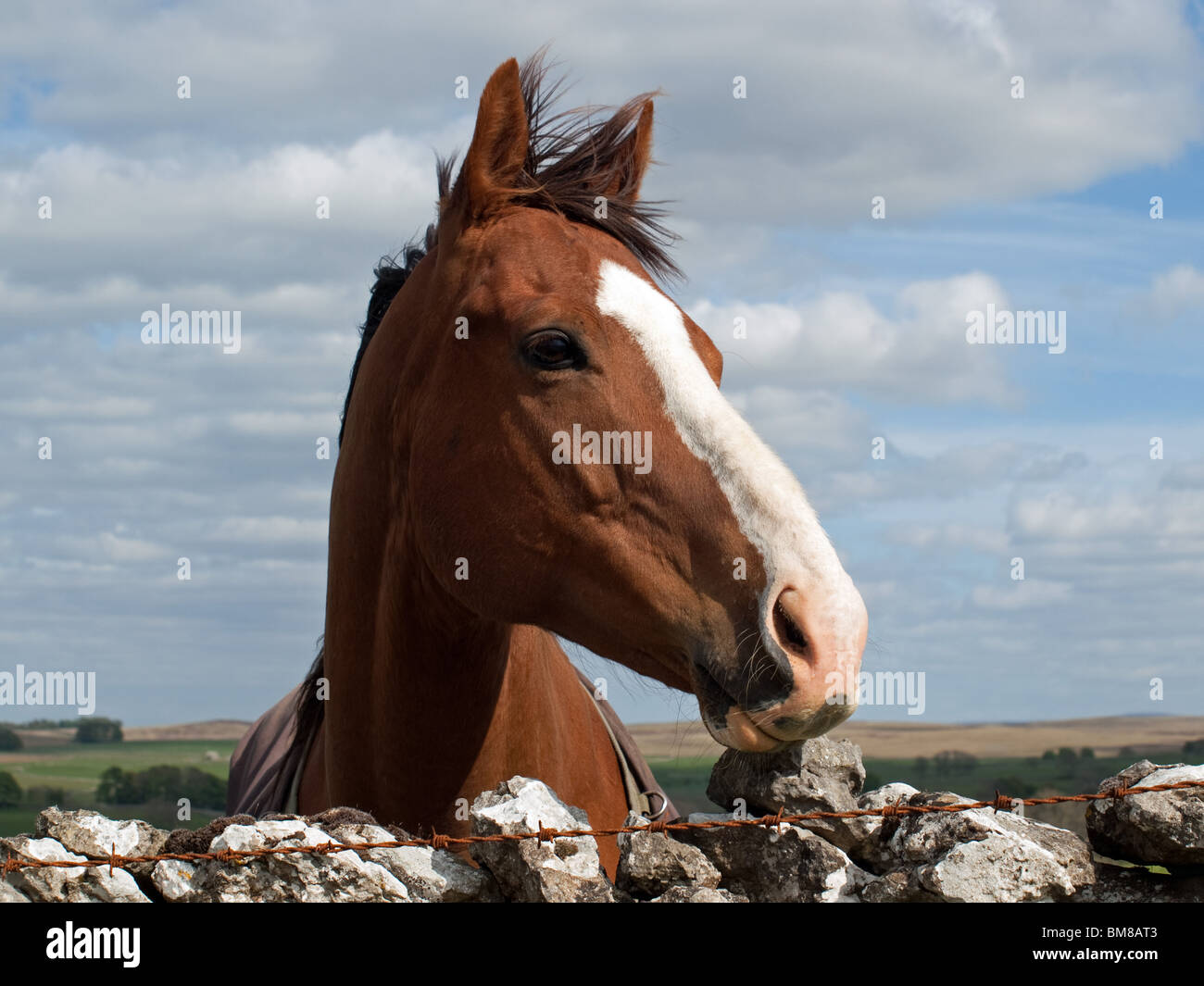 bay horse with white flash looks over a dry-stone wall and rusty barbed ...