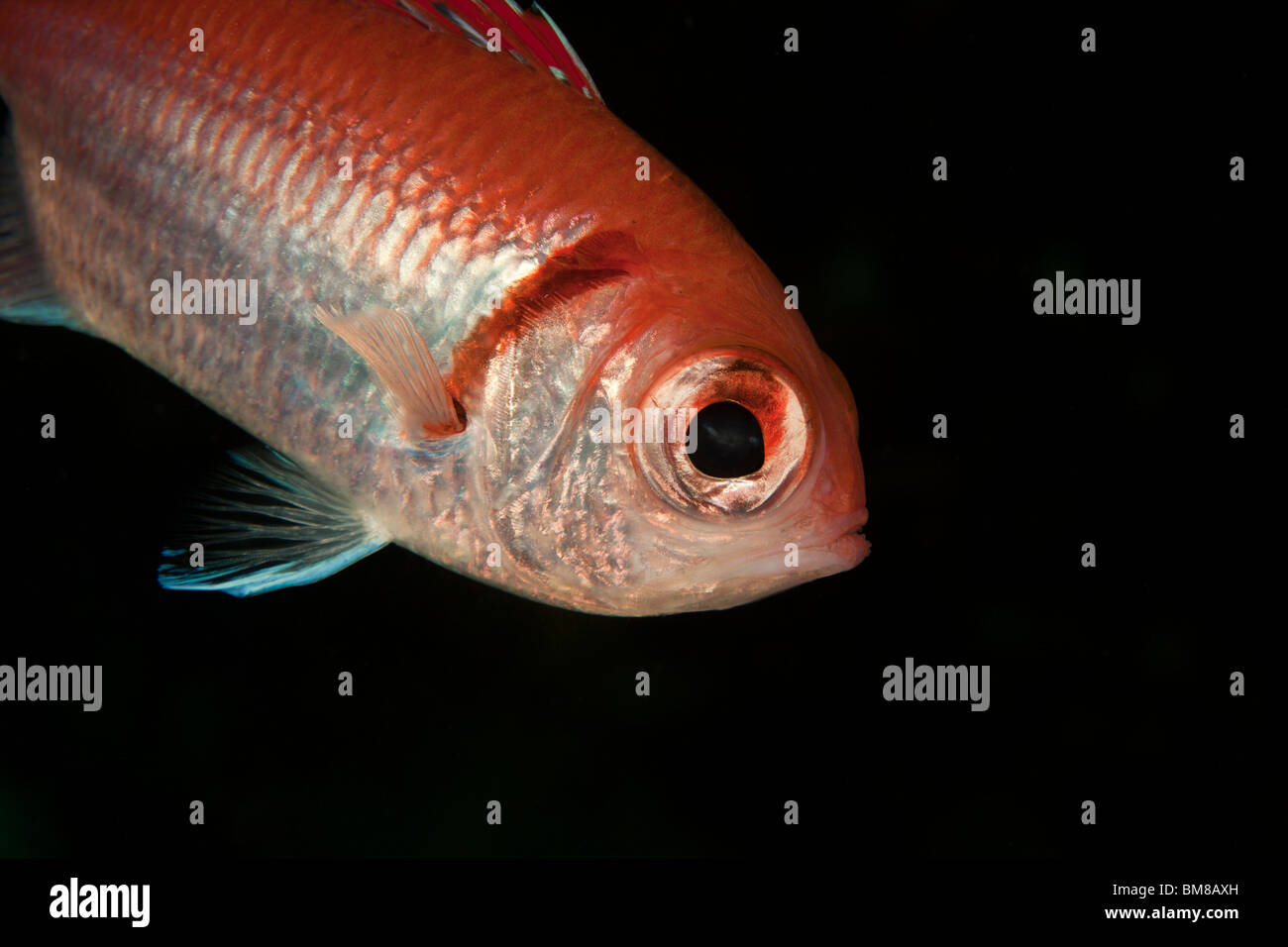 Blackbar Soldierfish (Myripristris jacobus) on a tropical coral reef in ...