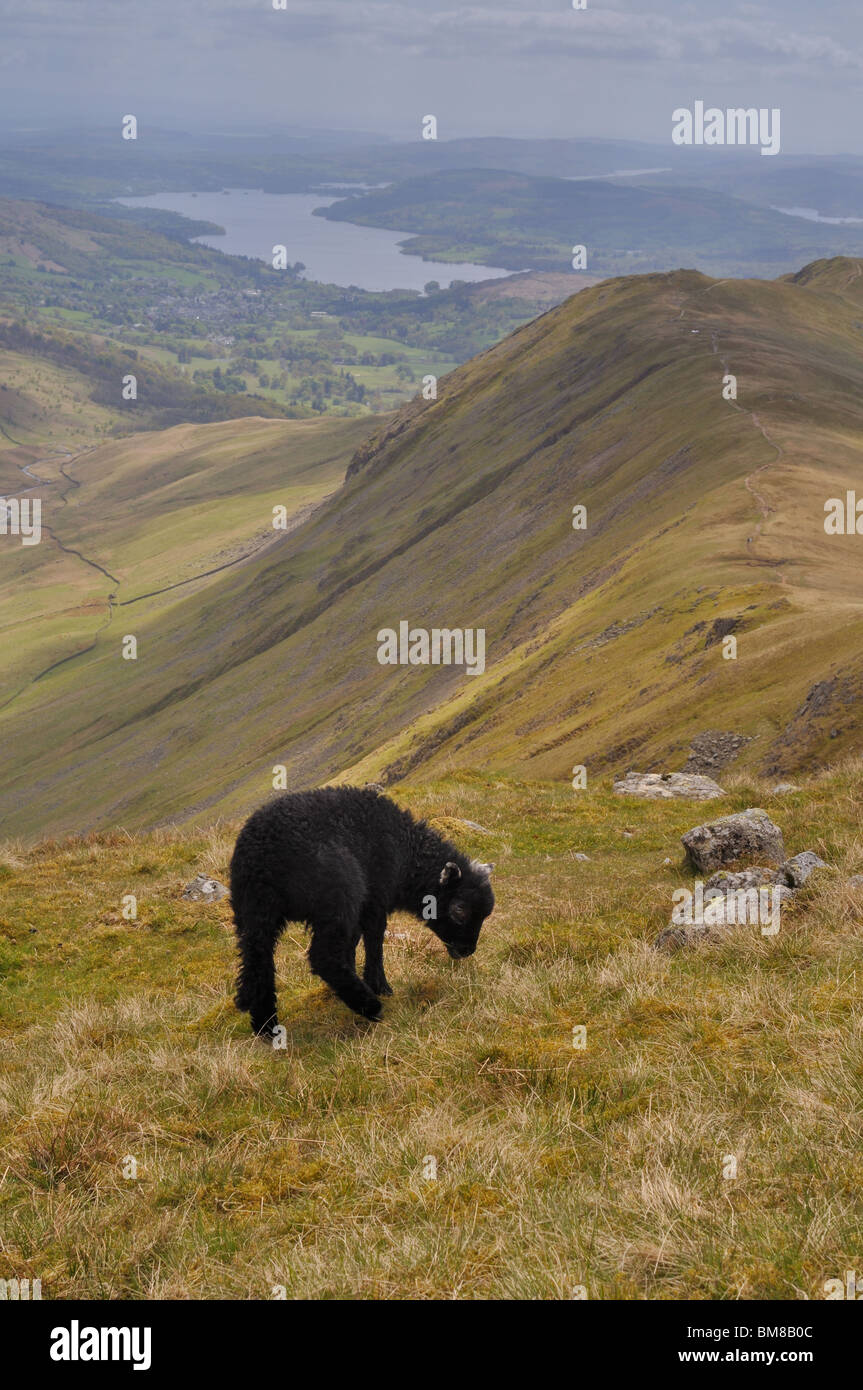 Herdwick lamb hi-res stock photography and images - Alamy
