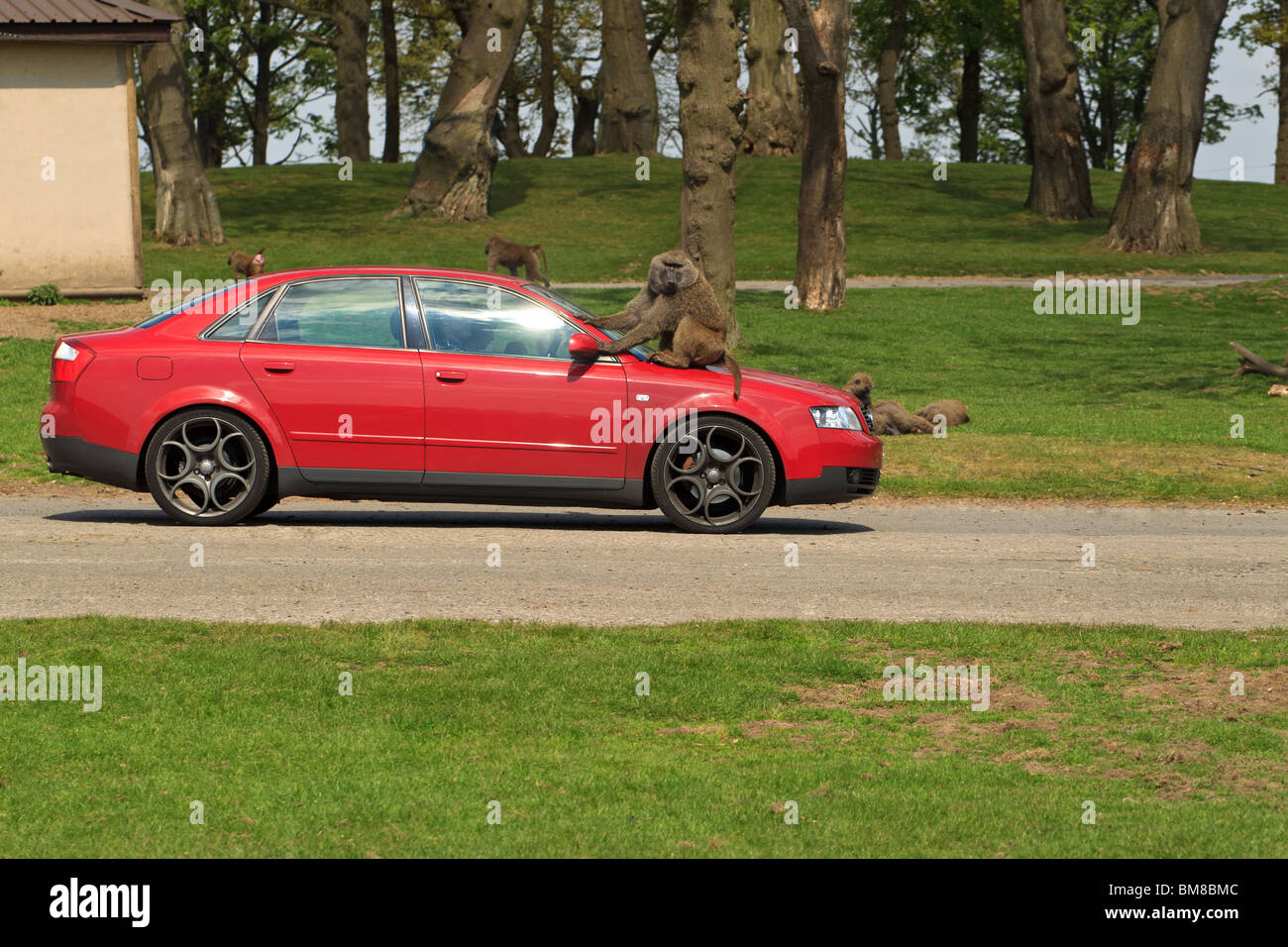 Baboon sat on an expensive car driving through Knowsley safari park ...
