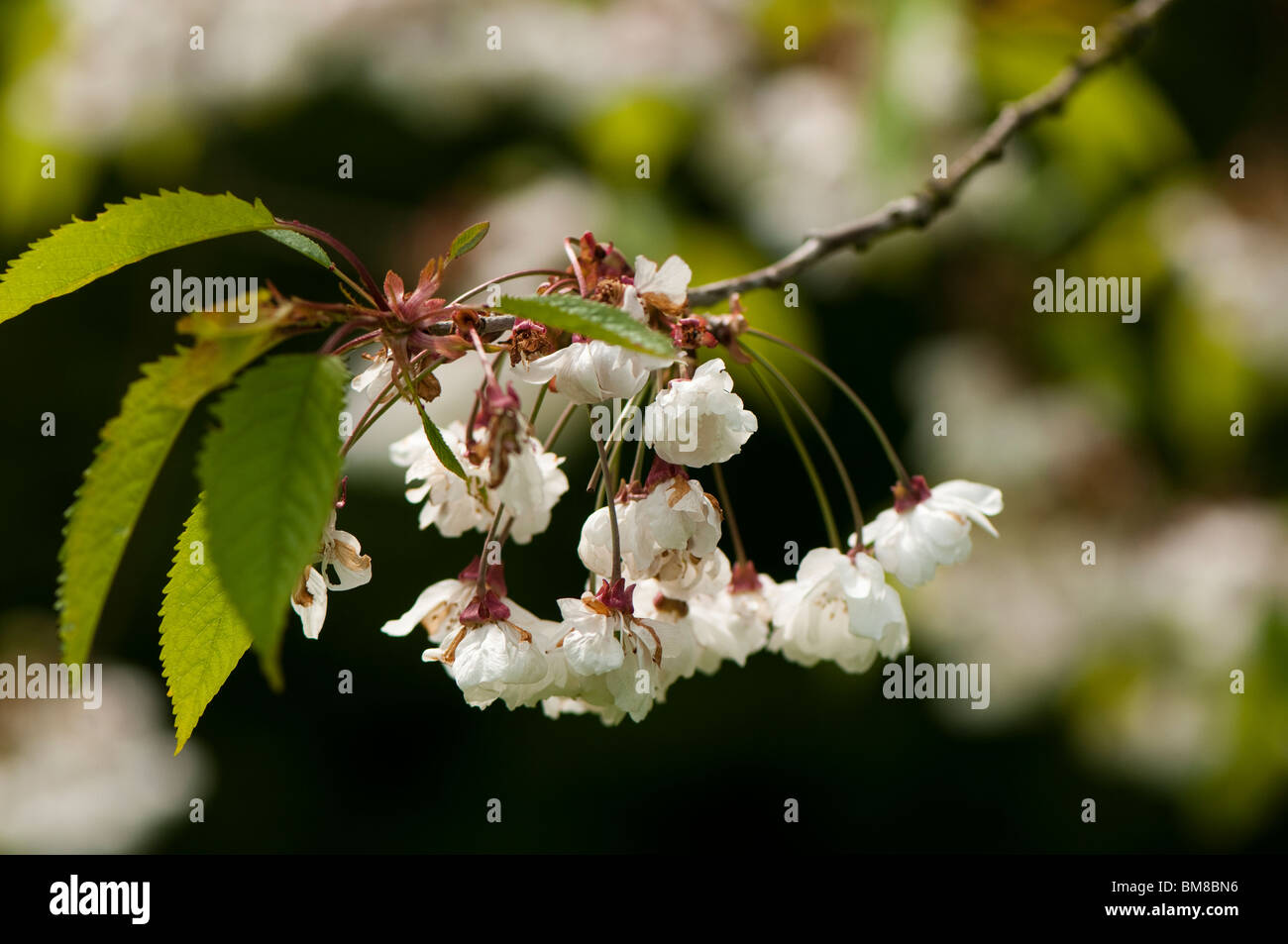 Wild Cherry, Prunus avium 'Plena' (Double Gean) in flower Stock Photo ...