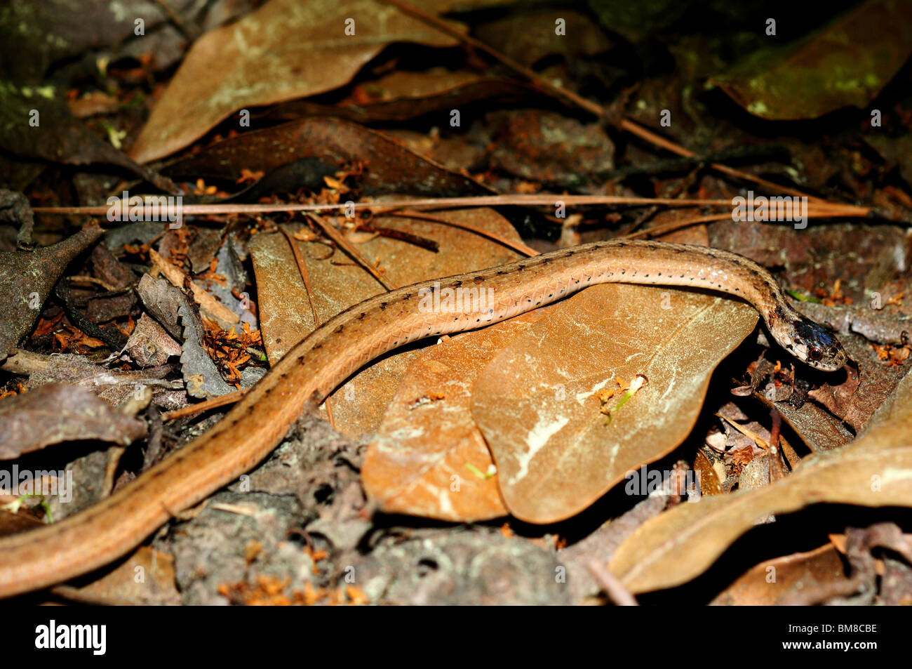 Texas garter snake hi-res stock photography and images - Alamy