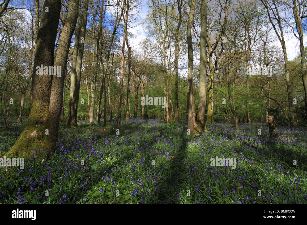Bluebells in Woods Stock Photo - Alamy