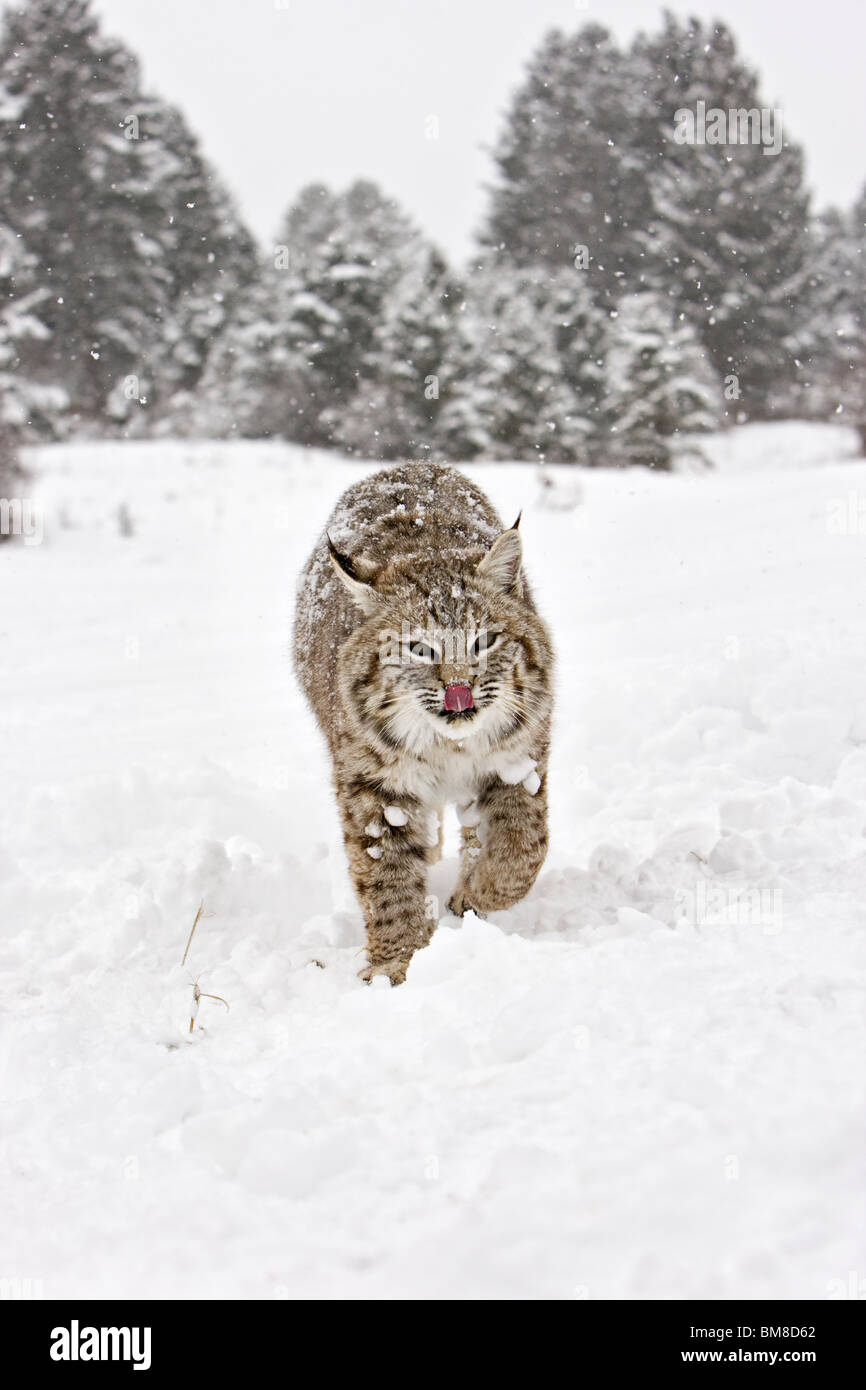 Bobcat Lynx rufus walks in snow Stock Photo - Alamy