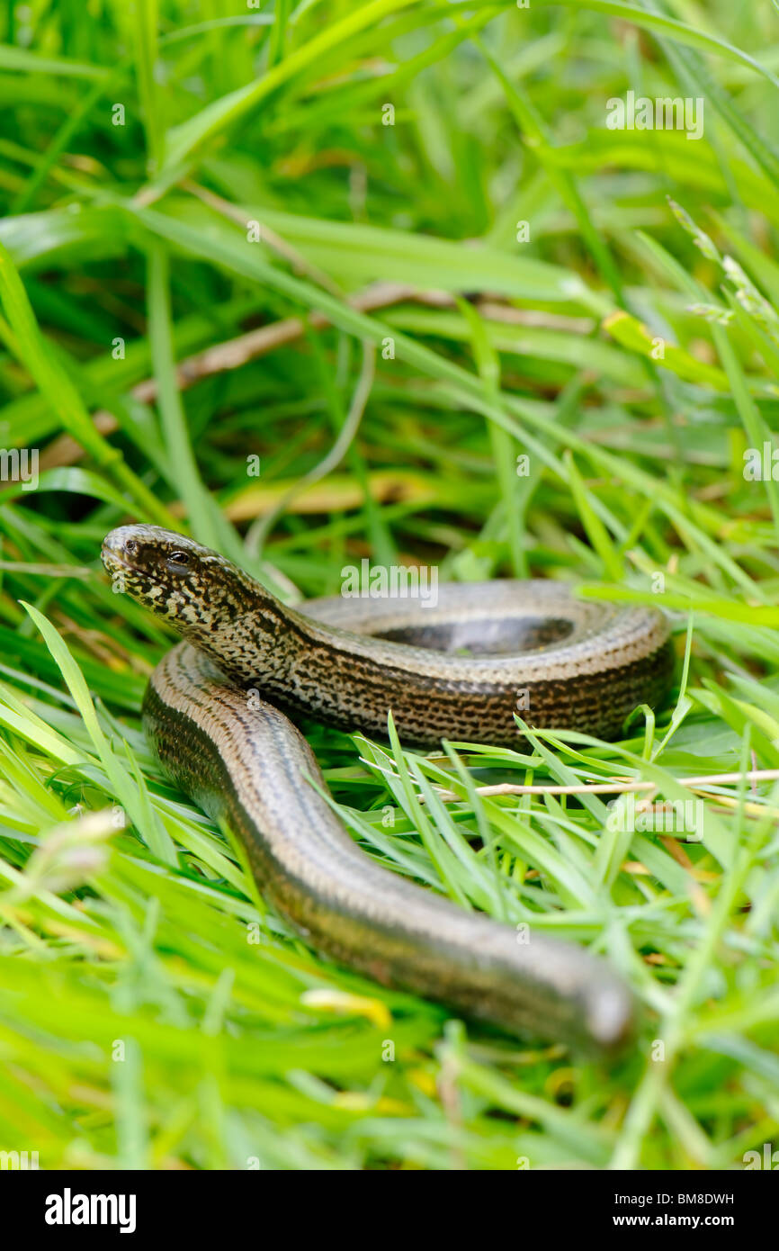 Slow Worm - Anguis fragilis Stock Photo - Alamy