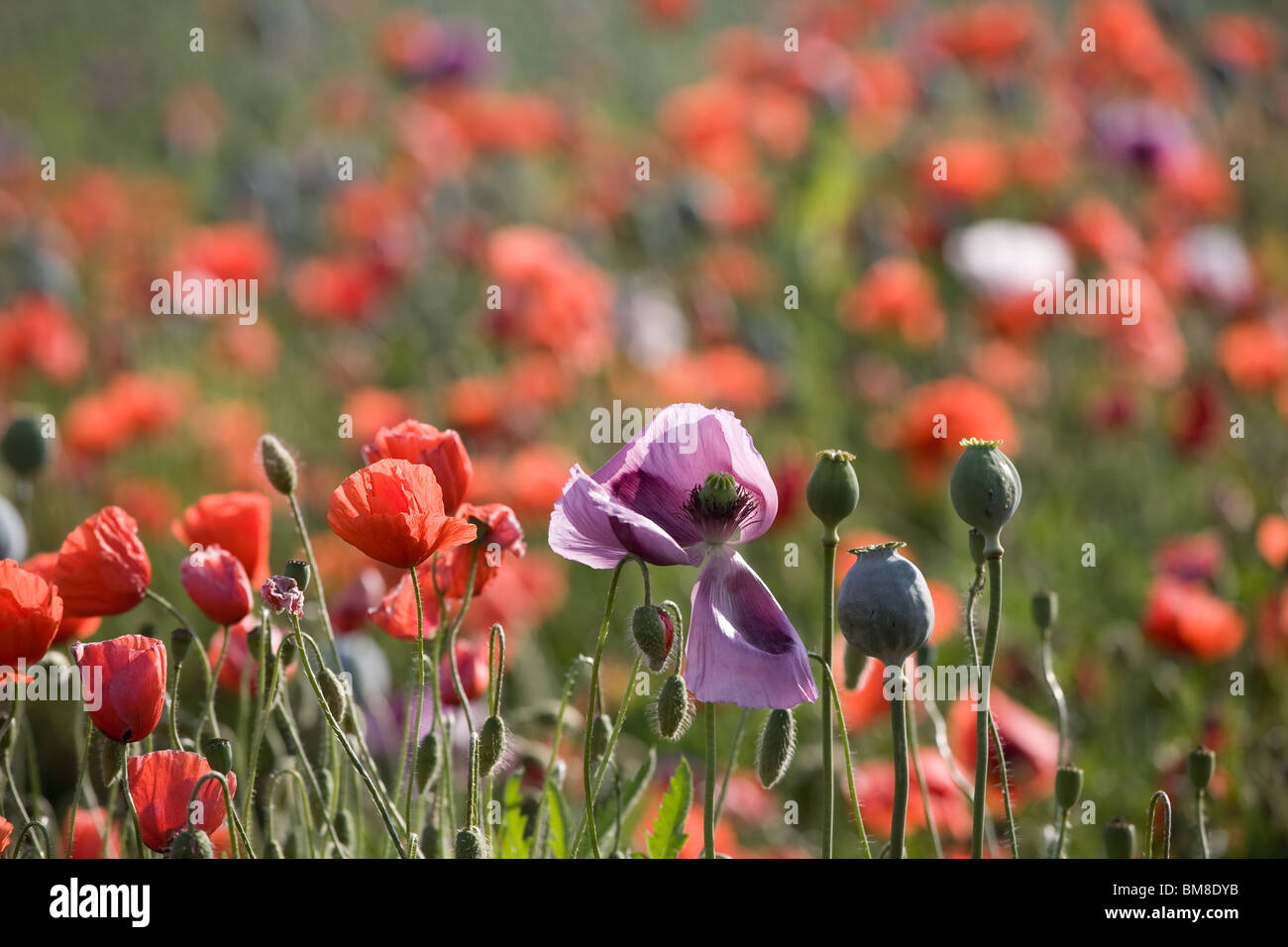 Red poppy bloom field with white and violet flowers Stock Photo - Alamy