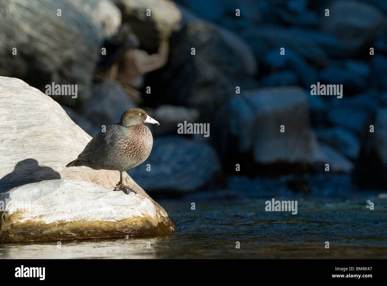 Blue Duck Whio Hymenolaimus malacorhynchos New Zealand Stock Photo - Alamy