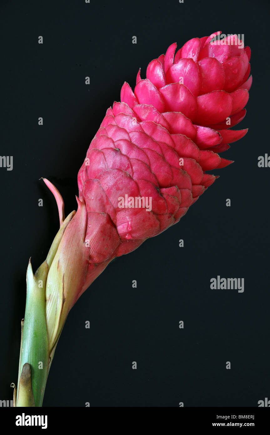 Red ginger flower on dark background Stock Photo - Alamy