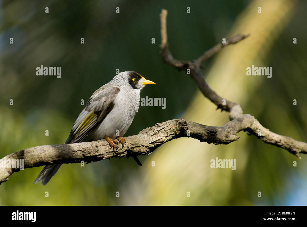Noisy Myna Manorina melanocephala Botical Gardens Sydney Australia ...