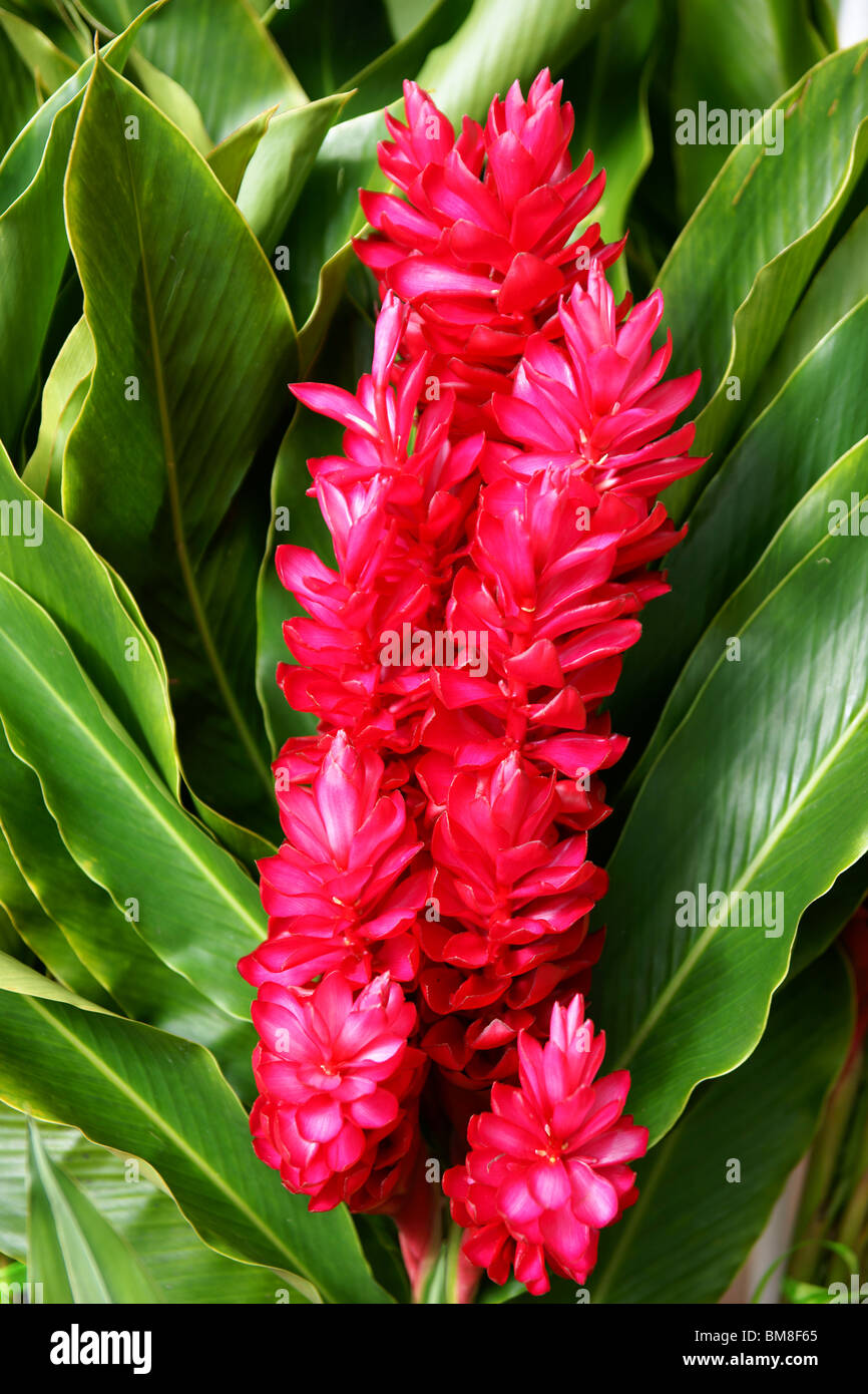 Close-up of red ginger flowers, Bora Bora Island, Tahiti Stock Photo ...