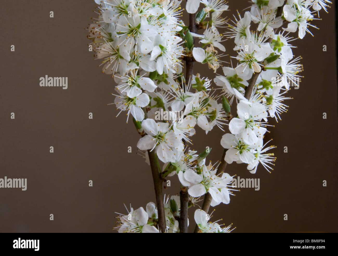 Hawthorn Twigs High Resolution Stock Photography and Images - Alamy