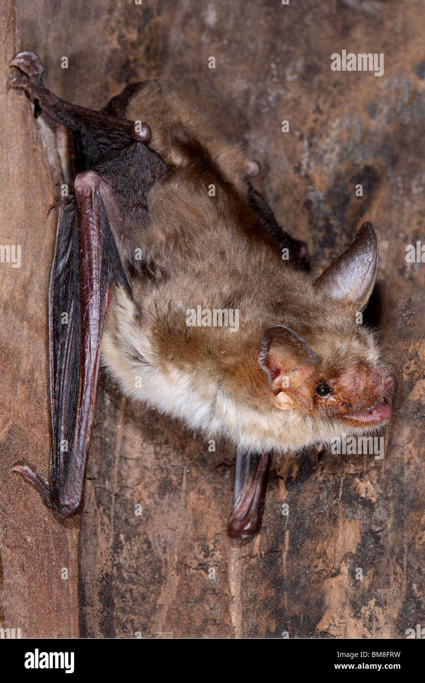 Greater Mouse-eared Bat (Myotis myotis). Male in a hollow beech tree ...