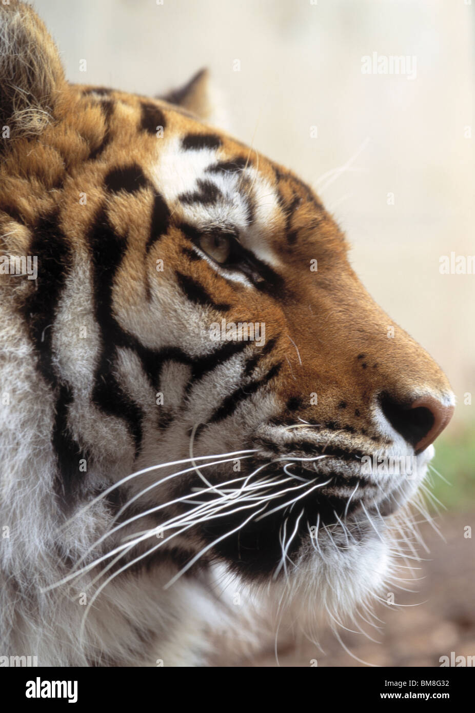 Tiger head profile hi-res stock photography and images - Alamy