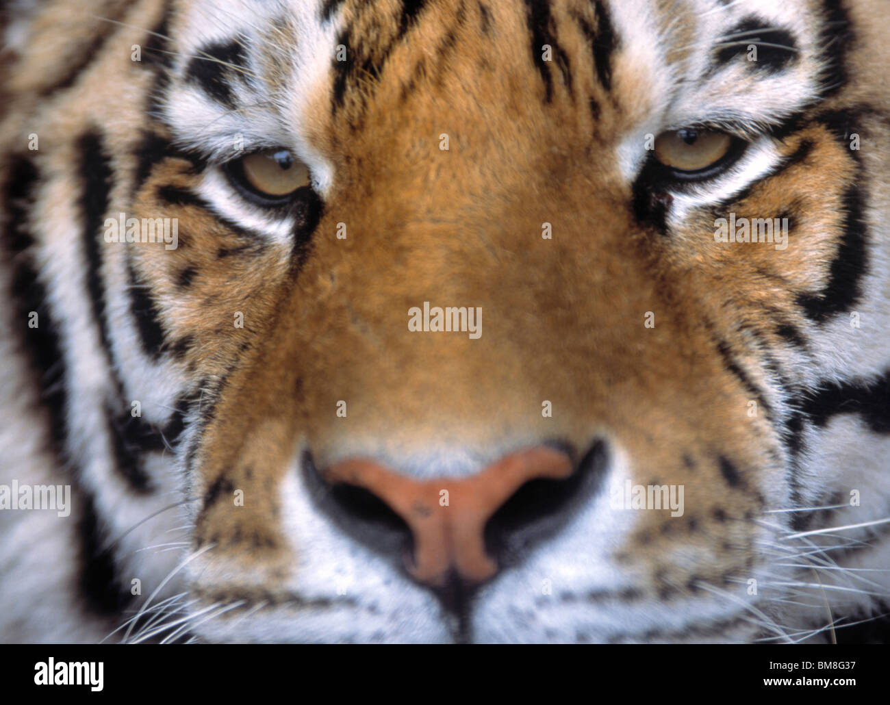 Tiger horizontal frames hi-res stock photography and images - Alamy