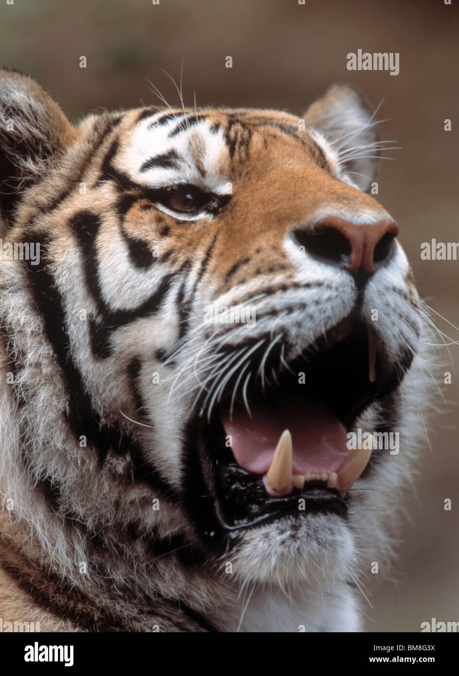 Tiger with mouth open Stock Photo - Alamy