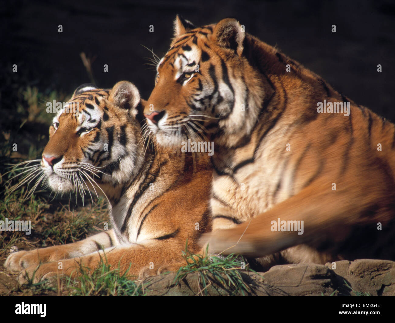 Tiger reclining hi-res stock photography and images - Alamy