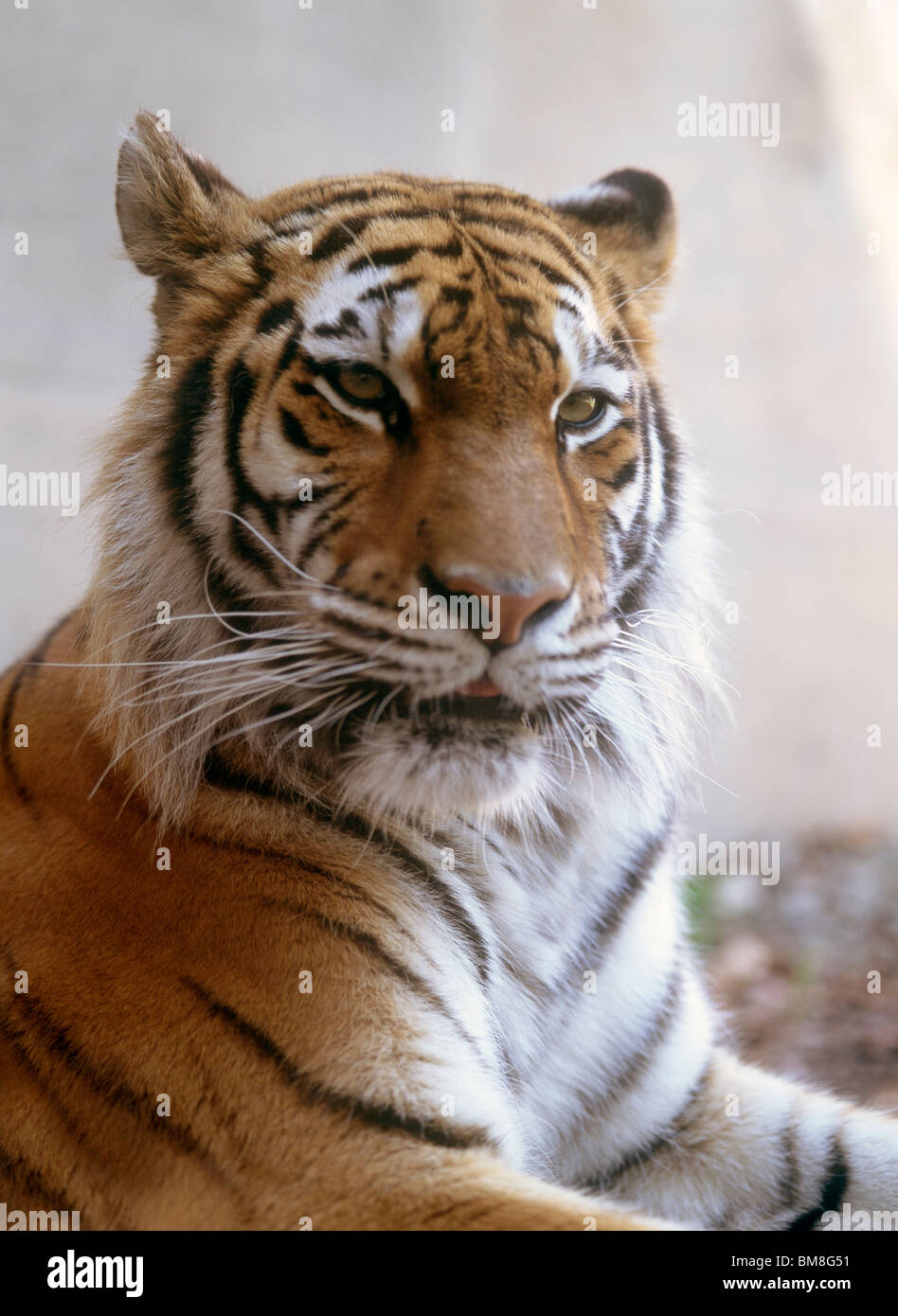 Tiger Reclining High Resolution Stock Photography and Images - Alamy