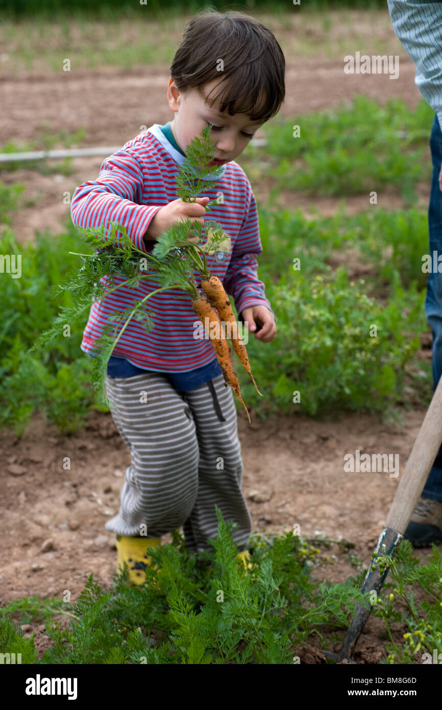 5 year old boy digging up carrots Stock Photo - Alamy