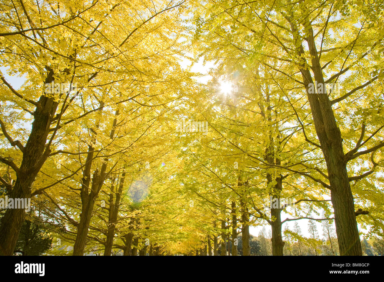 Rows of ginkgo trees, Tama city, Tokyo prefecture, Japan Stock Photo - Alamy