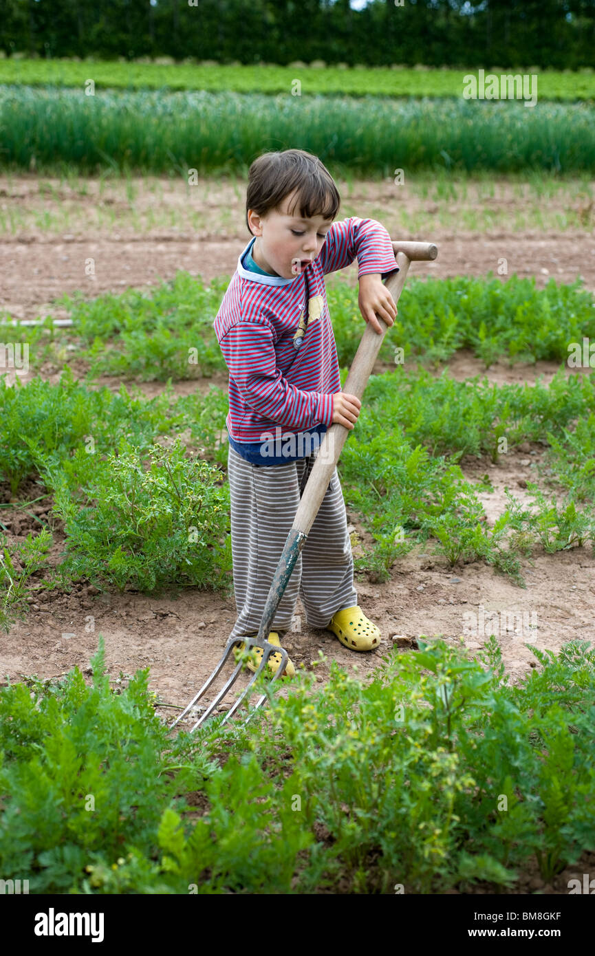 5 year old boy digging up carrots Stock Photo - Alamy