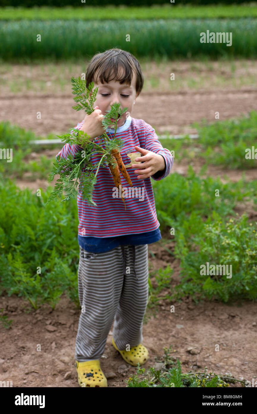 Boy digging vegetables hi-res stock photography and images - Alamy