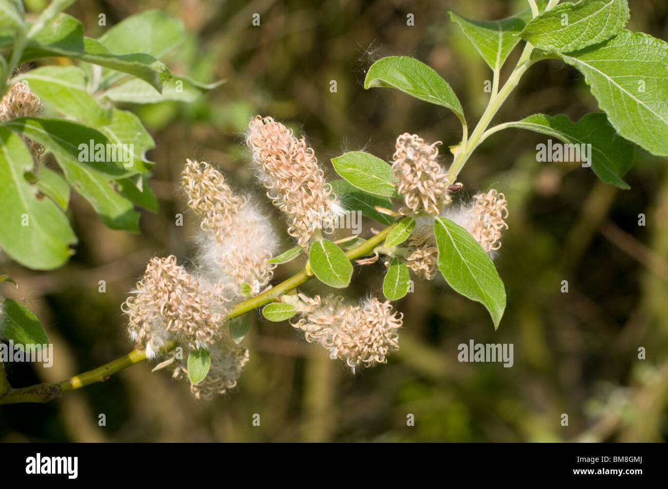 Goat willow hi-res stock photography and images - Alamy